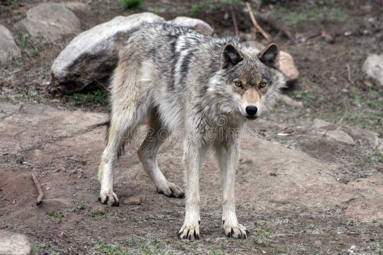 441 Mean Wolf Stock Photos - Free & Royalty-Free Stock Photos from ...