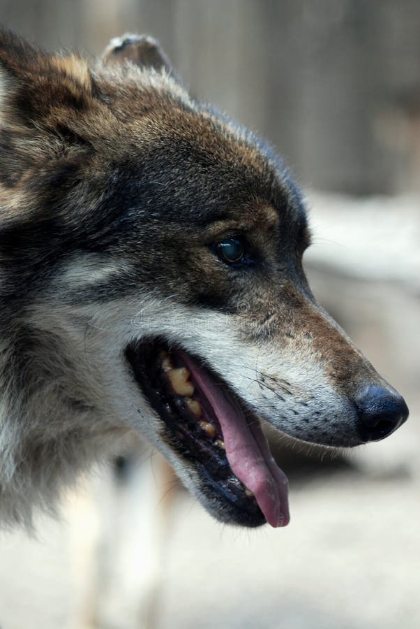 1,131 Wolf Head Profile Stock Photos - Free & Royalty-Free Stock Photos ...