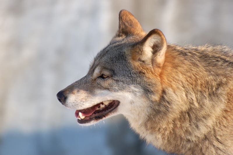 Wolf head stock image. Image of wulf, alpha, lupus, wolf - 28861655