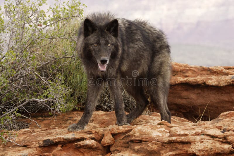 186 Black Colored Wolf Stock Photos - Free & Royalty-Free Stock Photos ...