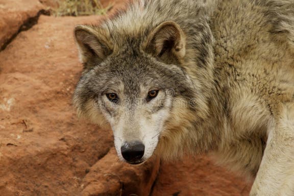 Grey Wolf Straight Stock Photos - Free & Royalty-Free Stock Photos from ...