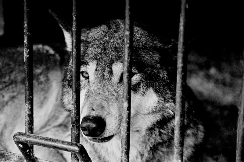 Prison Free Stock Photos & Pictures, Prison Royalty-Free and Public ...