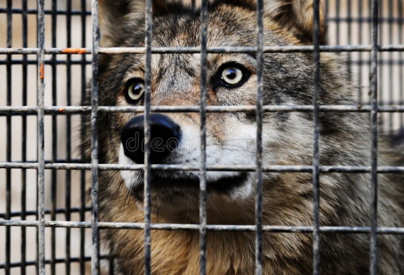 Wolf stock image. Image of cage, wolf, feather, prison - 4442175