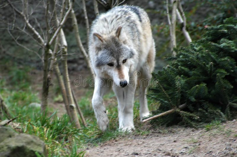 Wolves Free Stock Photos & Pictures, Wolves Royalty-Free and Public ...