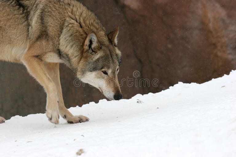 874 Wolf Trace Stock Photos - Free & Royalty-Free Stock Photos from ...