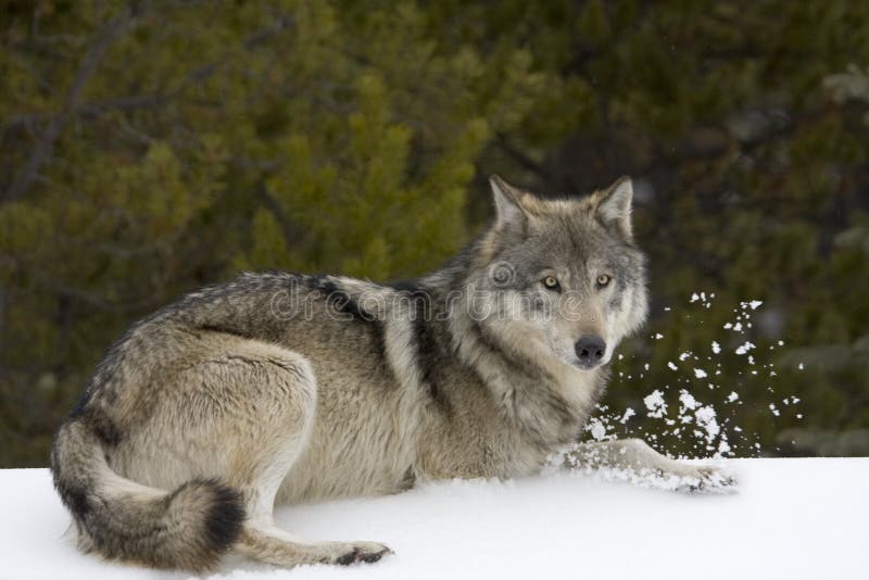 Super Image in Vertical Format of Wolves Eyes Stock Photo - Image of ...