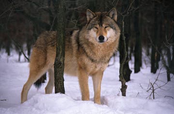 111,067 Wolf Stock Photos - Free & Royalty-Free Stock Photos from ...