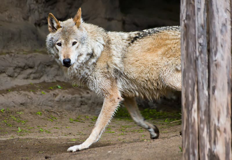 153 Wolf Behind Tree Stock Photos - Free & Royalty-Free Stock Photos ...