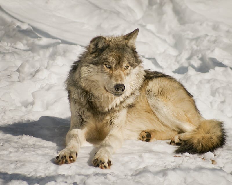 Wolf Relaxing stock image. Image of watching, tail, nature - 5397047