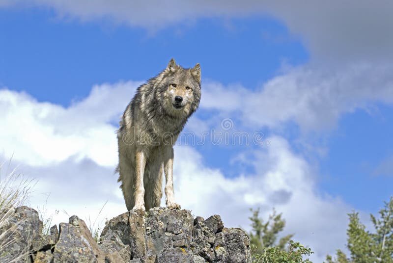 Fierce Gray Wolf stock image. Image of gray, nature, wildlife - 9314613