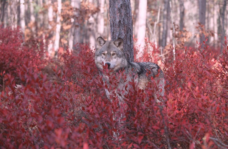 Wolf stock image. Image of gray, portrait, wildlife, wild - 5706375