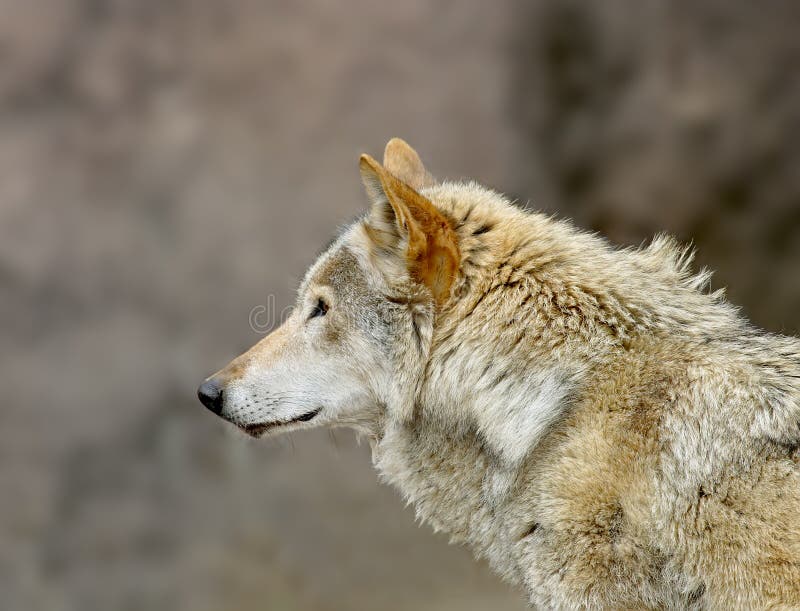 Wolf Free Stock Photos & Pictures, Wolf Royalty-Free and Public Domain ...