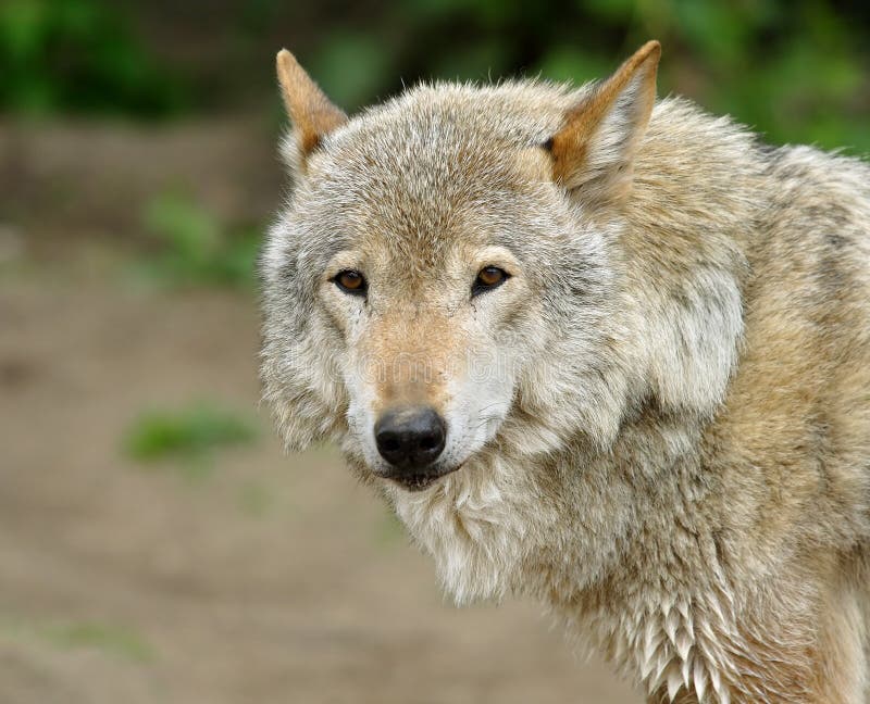 Wolf Free Stock Photos & Pictures, Wolf Royalty-Free and Public Domain ...