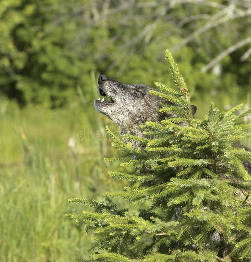 Wolf Behind Tree Stock Photos - Download 97 Royalty Free Photos