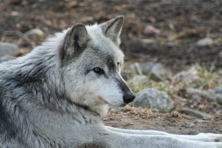 1,131 Wolf Head Profile Stock Photos - Free & Royalty-Free Stock Photos ...