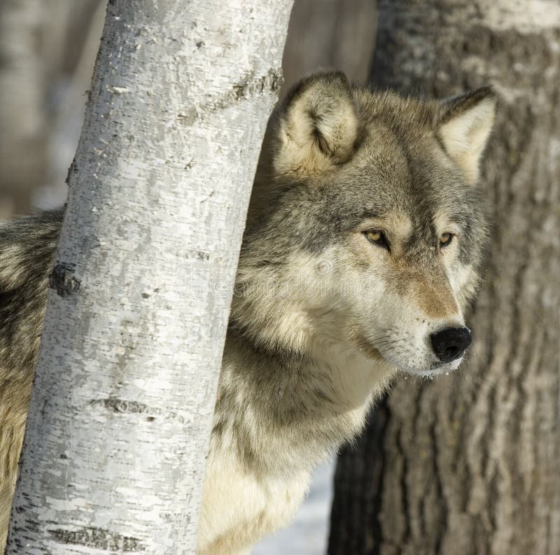 Wolf stock photo. Image of outdoors, predator, wild, animal - 6054656