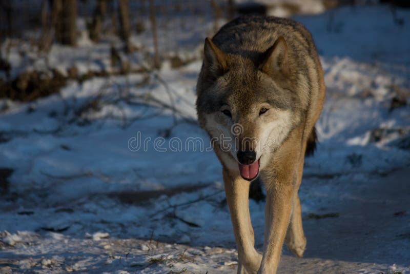 Timber Wolf Eye stock image. Image of canine, animal, furry - 9065703