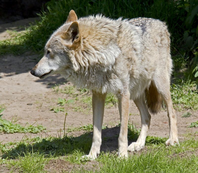 Wolf 8 stock image. Image of fang, creature, predator - 14573451