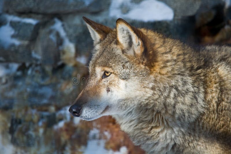 Wolf Relaxing stock image. Image of watching, tail, nature - 5397047