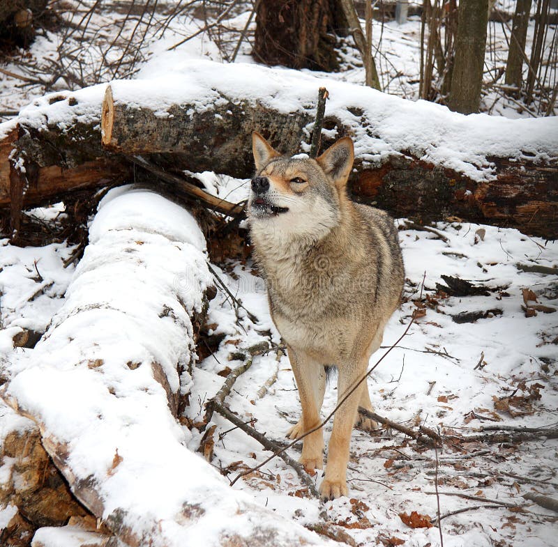 Der Wolf Schn?ffelt Spuren Mit Seinem Kopf Unten, Der Siewolf Folgt Auf ...