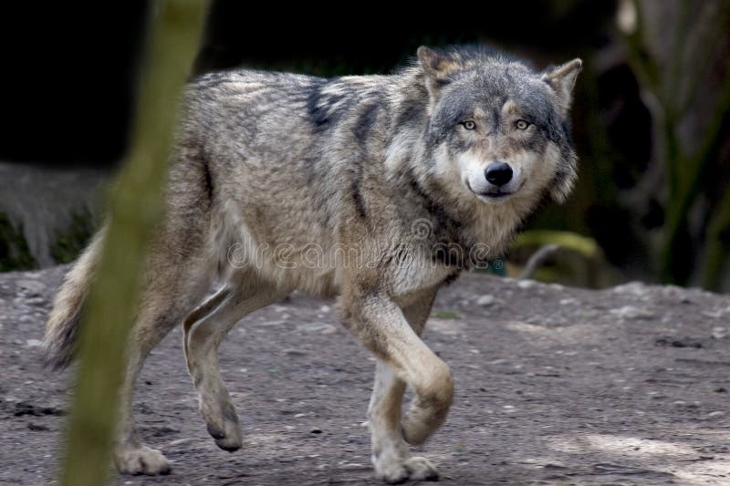 Wolf stock photo. Image of animal, walking, wolf, wild - 8679938