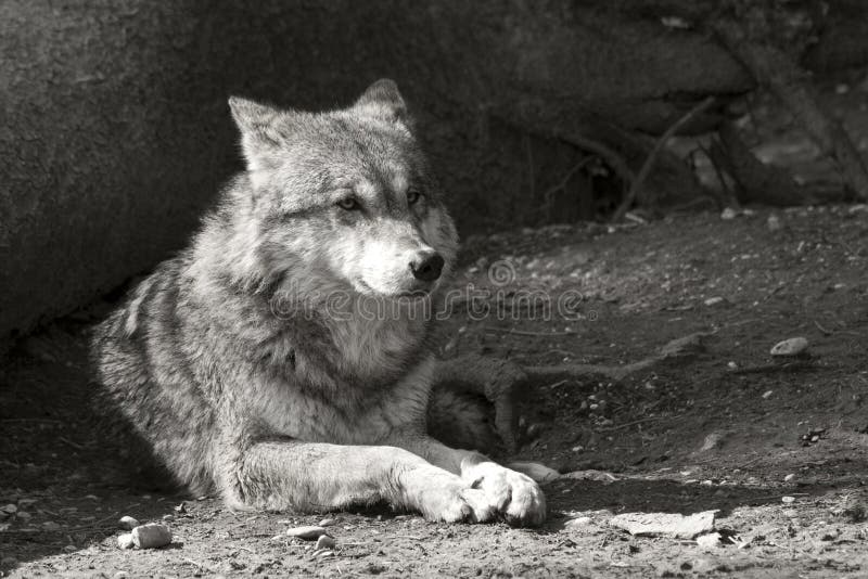 Wolf stock image. Image of wildlife, stares, mammal, white - 13228503