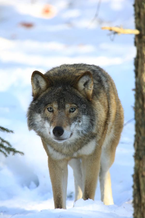 Timber wolf stock photo. Image of monogamous, predator - 36703236