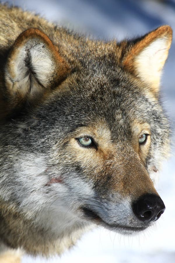 Wolf Eye - Normal stock photo. Image of vicious, wild - 7019774