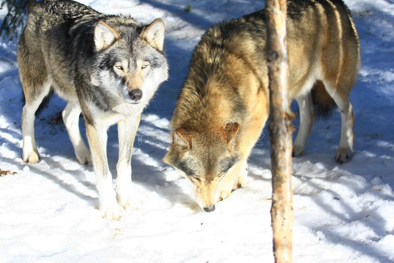 Wolf Free Stock Photos & Pictures, Wolf Royalty-Free and Public Domain ...