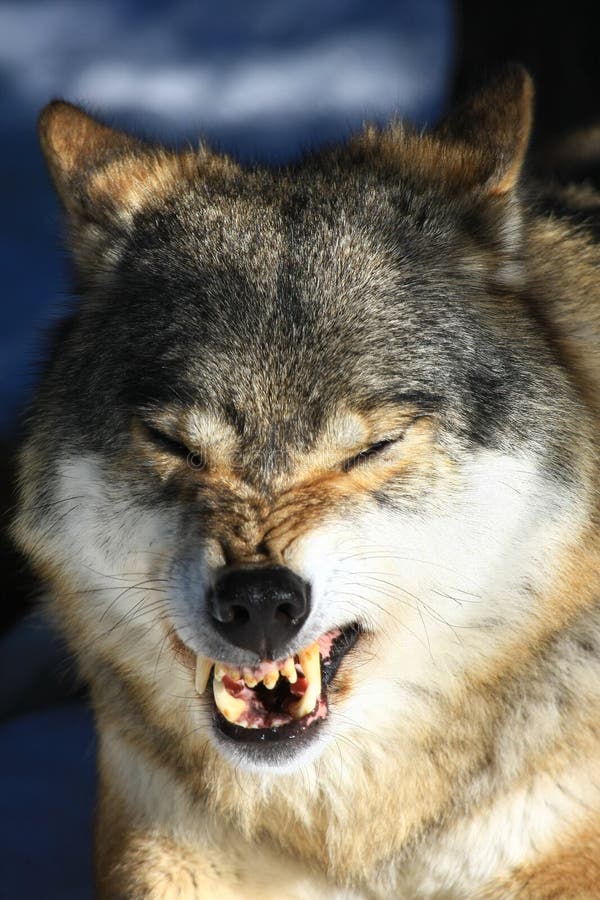 Wolf in Sweden stock image. Image of arctic, hairy, mammal - 8772653