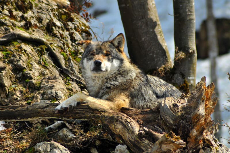Hidden Danger: a Camouflaged Wolf Stock Image - Image of kill ...