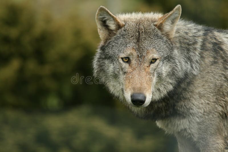 1,043 Sad Wolf Stock Photos - Free & Royalty-Free Stock Photos from ...