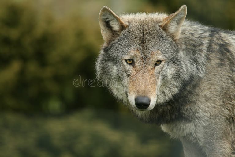 1,067 Sad Wolf Stock Photos - Free & Royalty-Free Stock Photos from ...