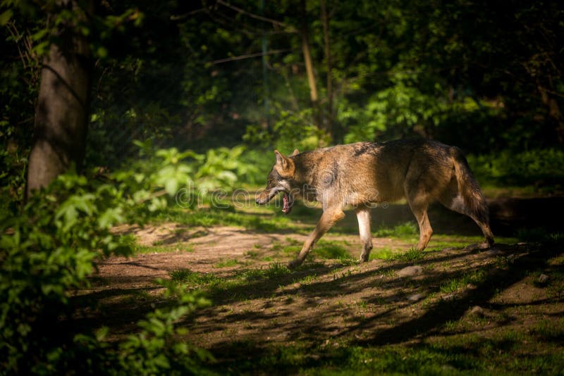 Wolf in action in zoo park stock photo. Image of timber - 218305964
