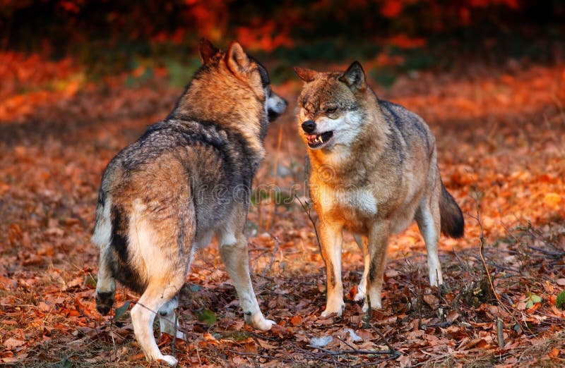 Wolf afraid in sunset stock image. Image of control, timber - 532529