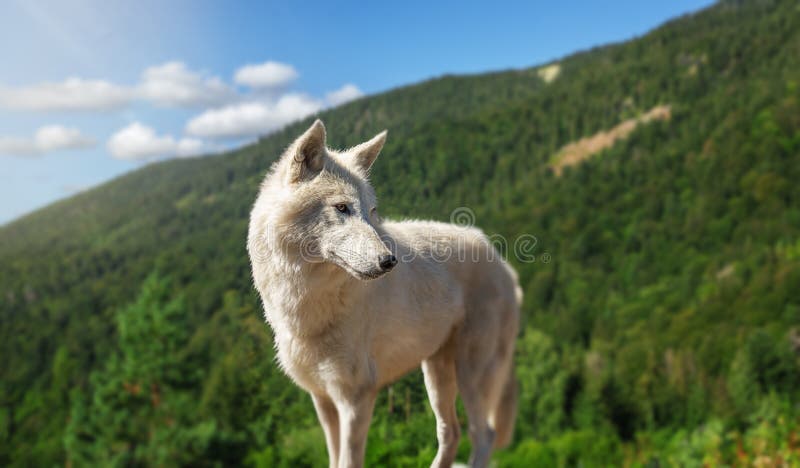Wolf Against the Backdrop of a Mountain Landscape. Stock Image - Image ...