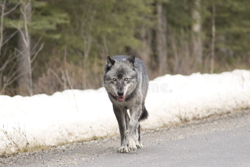 Wolf Pack Walk Stock Photos - Free & Royalty-Free Stock Photos from ...