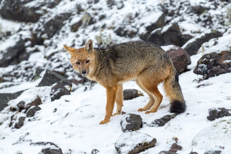 Wolf or Andean fox stock image. Image of walking, national - 139424321