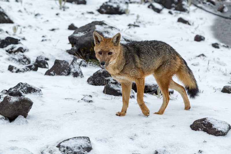 Wolf or Andean fox stock photo. Image of park, standing - 139424272
