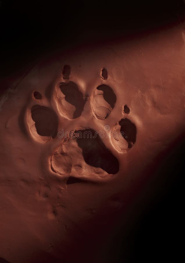 Wolf animal paw stock photo. Image of claw, brown, animal - 13220468
