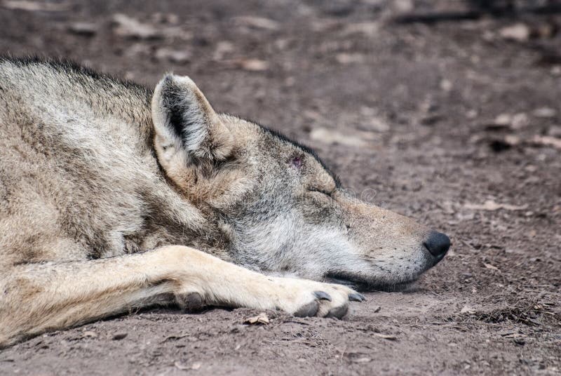 Wolf asleep stock image. Image of predator, snow, canis - 66403513