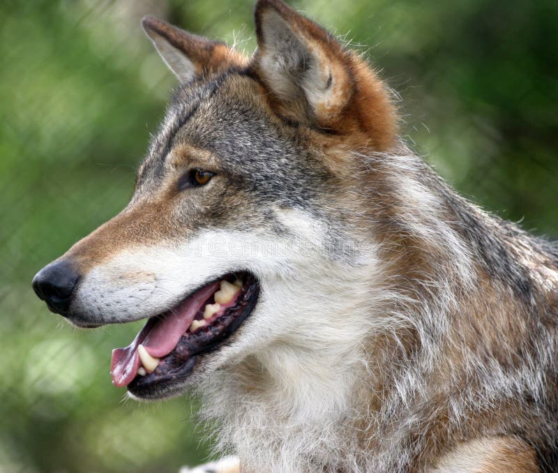 Wolf stock image. Image of wolf, norwegian, head, headshot - 57617695