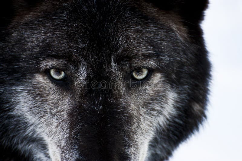 Wolf-Augen stockbild. Bild von raub, jagd, wolf, wild - 22658119
