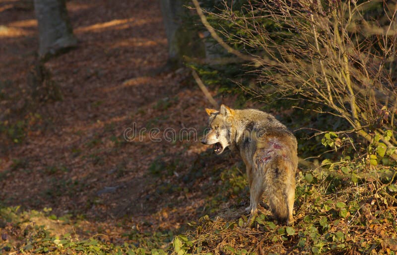 Wolf Ausgeschlossen Durch Seinen Satz Stockbild - Bild von zoologie ...