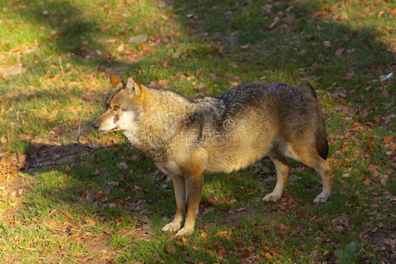 Wolf Ausgeschlossen Durch Seinen Satz Stockbild - Bild von zoologie ...