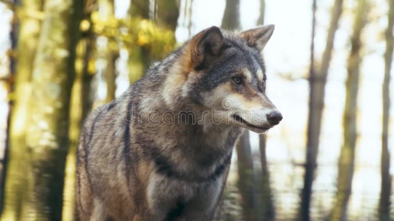 Wolf in Autumn Forest stock video. Video of powerful - 371383369