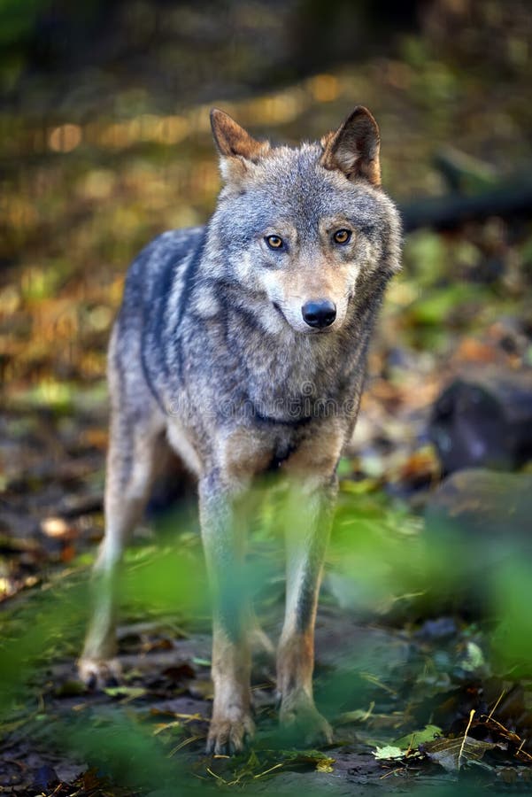 Wolf in autumn forest stock image. Image of captive - 127585055
