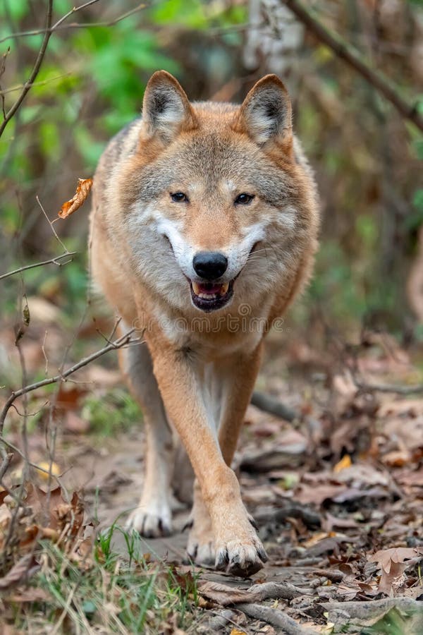 Wolf in autumn forest stock photo. Image of nose, natural - 131363190