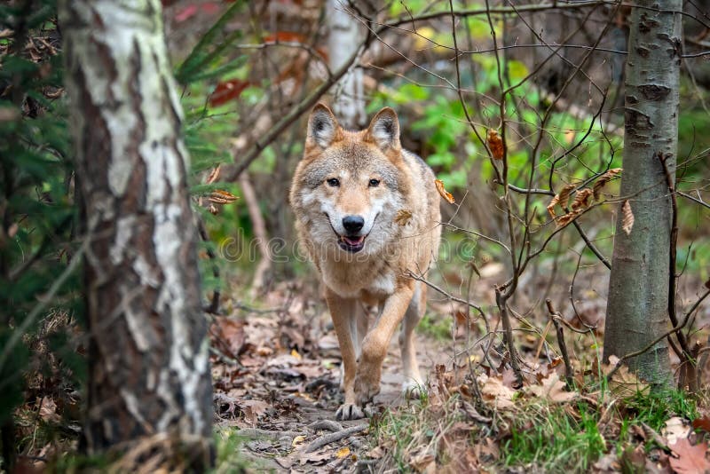 Wolf in autumn forest stock photo. Image of nose, beautiful - 131363228