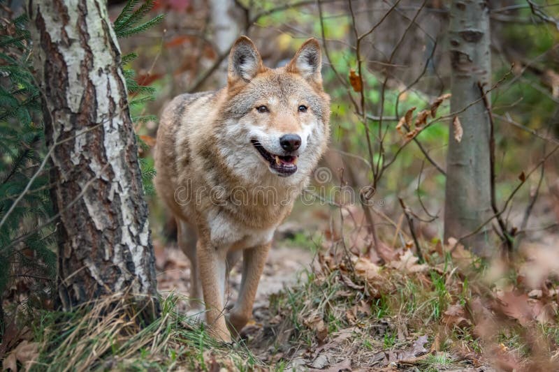 Wolf in autumn forest stock image. Image of beautiful - 132603817